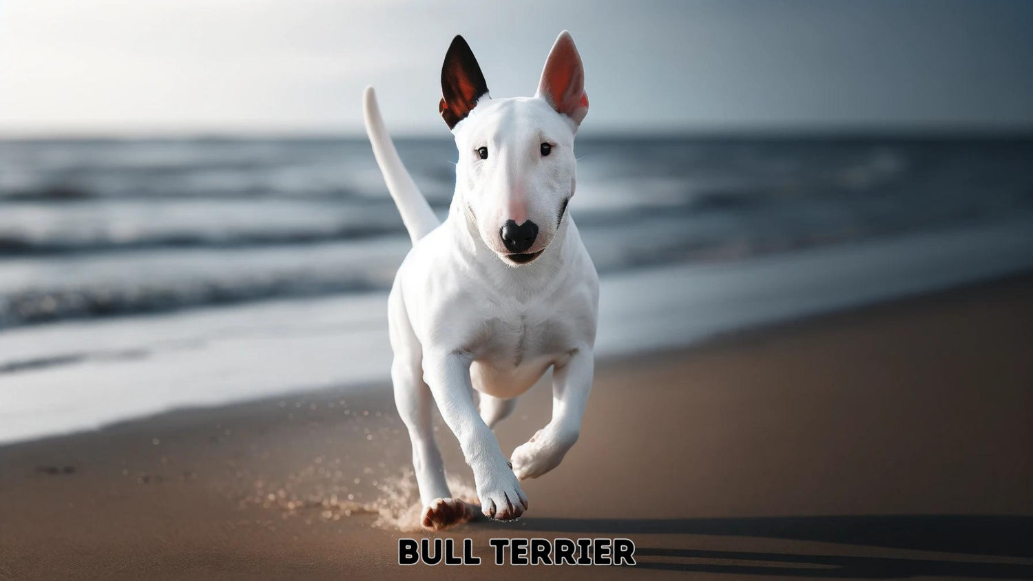 Bull Terrier: Cute, Majestic & Full of Surprises! - Chocolate Lab