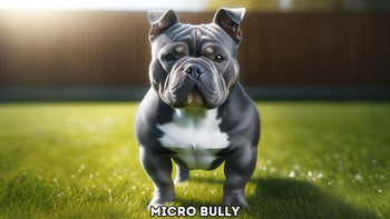 Micro Bully - Dog Breed Information, Puppies & More - Chocolate Lab