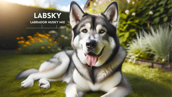Labsky: The Labrador Husky Mix Dog Breed Information Guide for 2024 ...