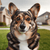 Corgidor: Corgi Lab Mix Dog Breed Facts, Photos & Expert Tip (2024 ...