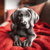Labmaraner: Weimaraner Lab Mix Dog Breed Facts, Photos & Expert Tips ...